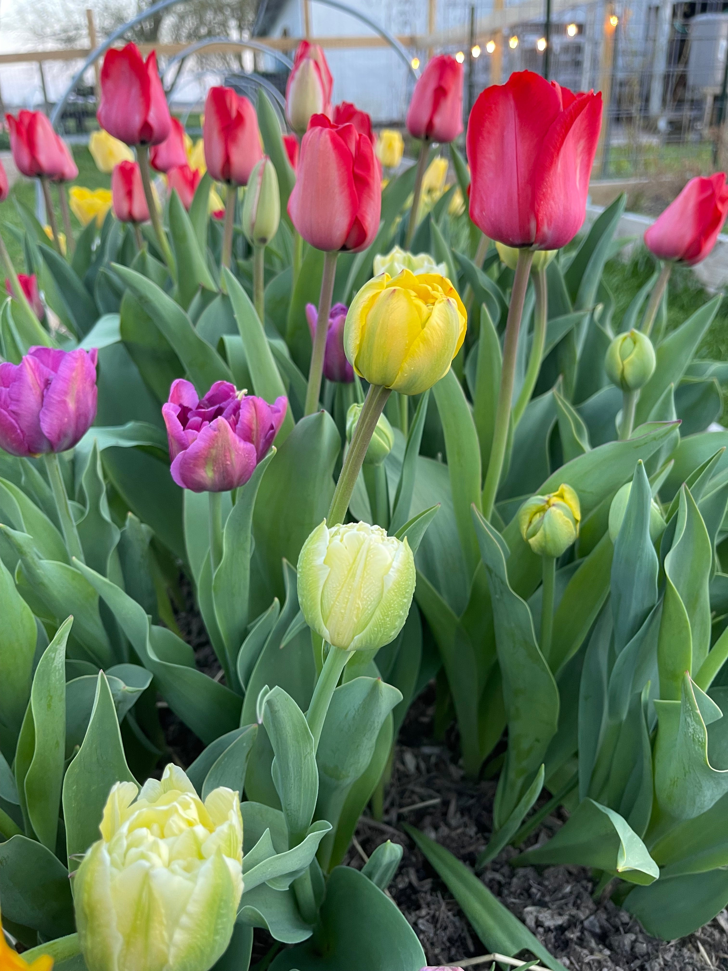 tulip | Earl Grey Fields